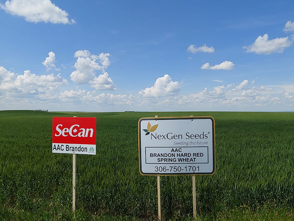 About - NexGen Seeds